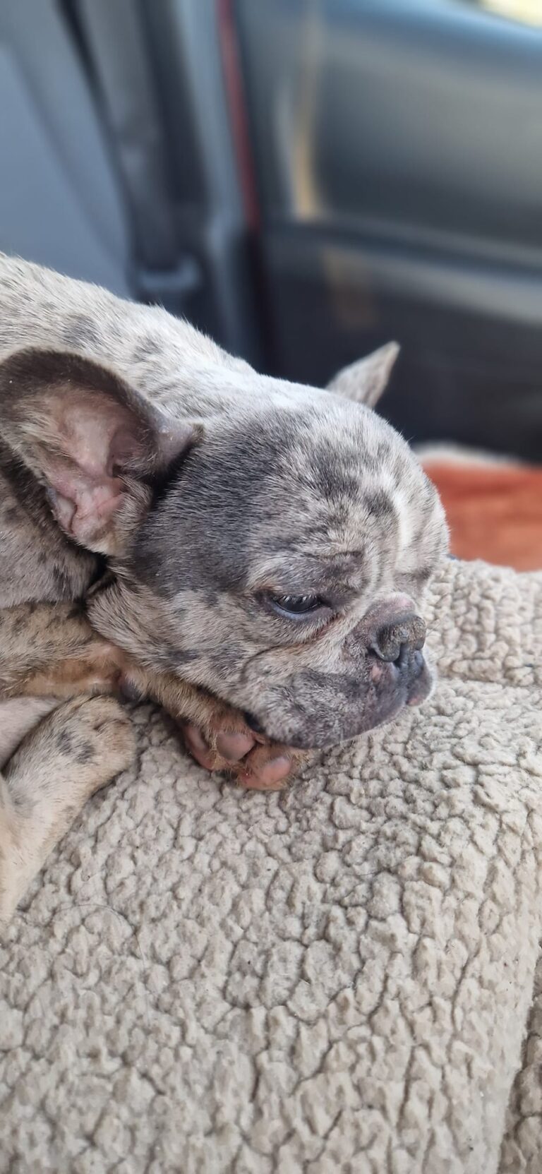 Marcel - Graphic Photos – Galway SPCA